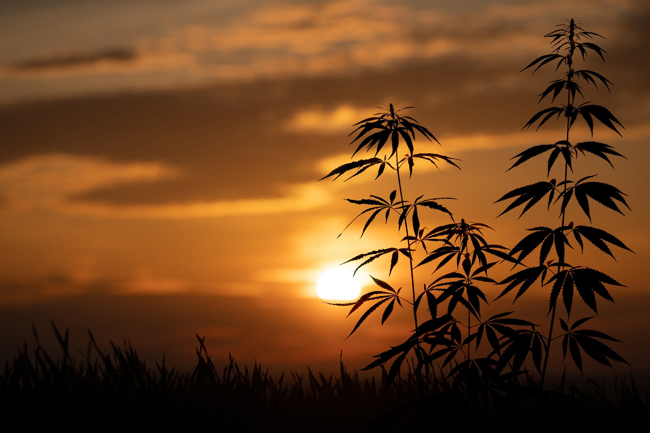 Le chanvre, une plante polyvalente au potentiel bien-être infini – Odyssey